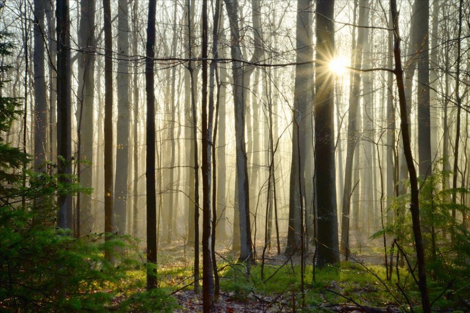CIndy Ford – green forest – Allegheny RiverStone Center for the Arts