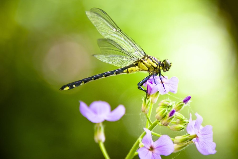 Cindy Ford dragonfly – Version 2 – Allegheny RiverStone Center for the Arts