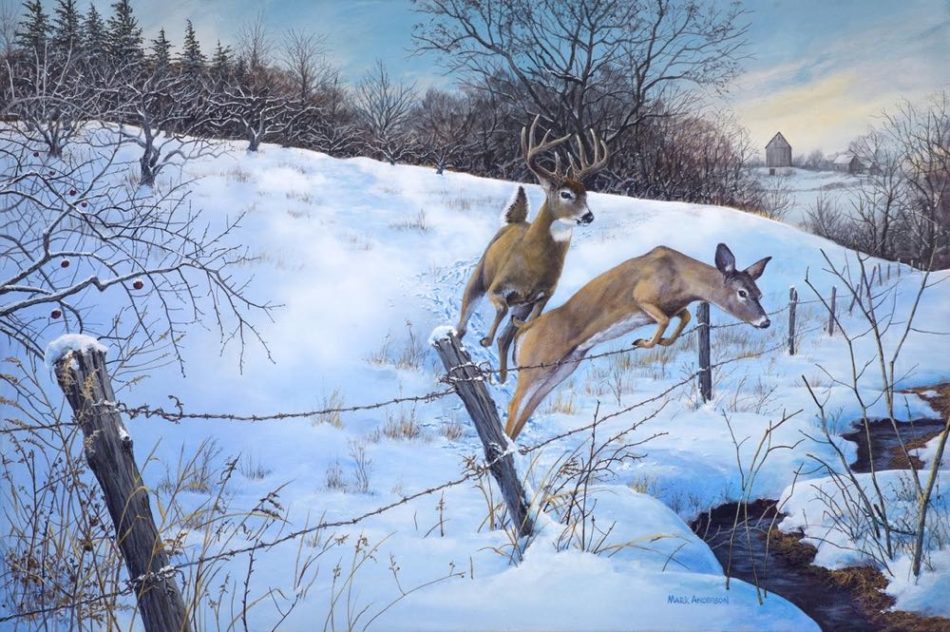 Mark Anderson, Wildlife Artist – Red Brick Gallery – Allegheny ...